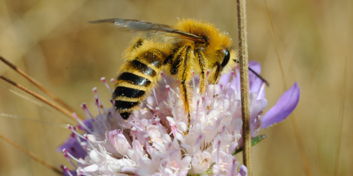 BeHappy - Bee api